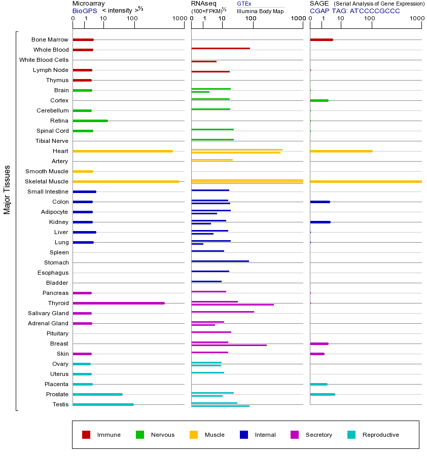 CKM基因详情-基因数据库-基因云馆