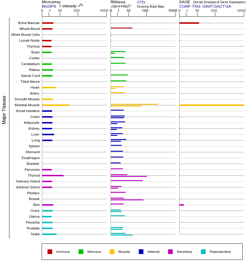 MYH2基因详情-基因数据库-基因云馆