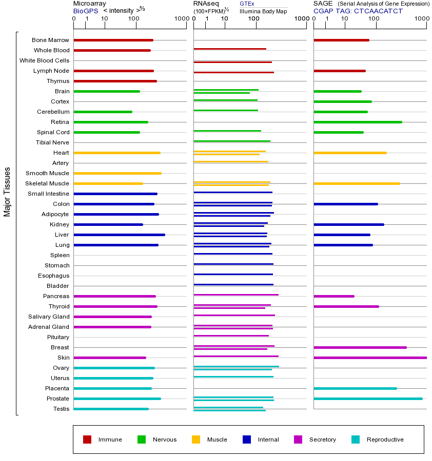 RPLP0基因详情-基因数据库-基因云馆