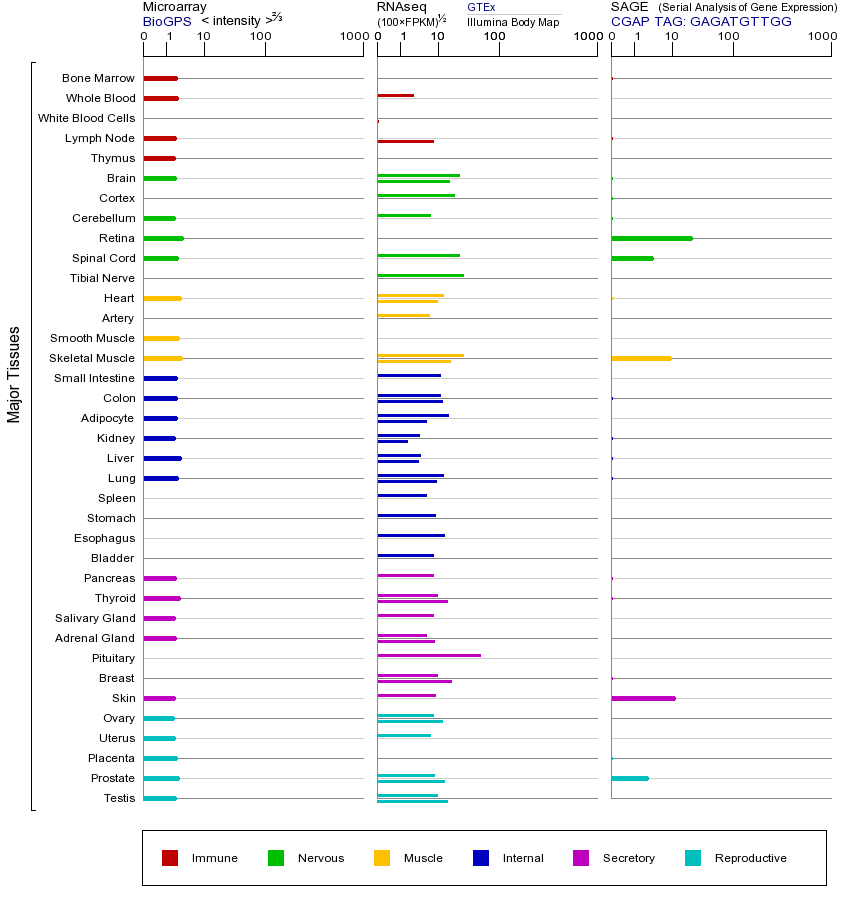 RXRG基因详情-基因数据库-基因云馆